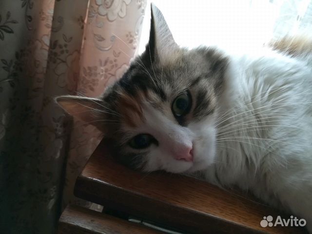 Отдается кошечка в заботливые руки