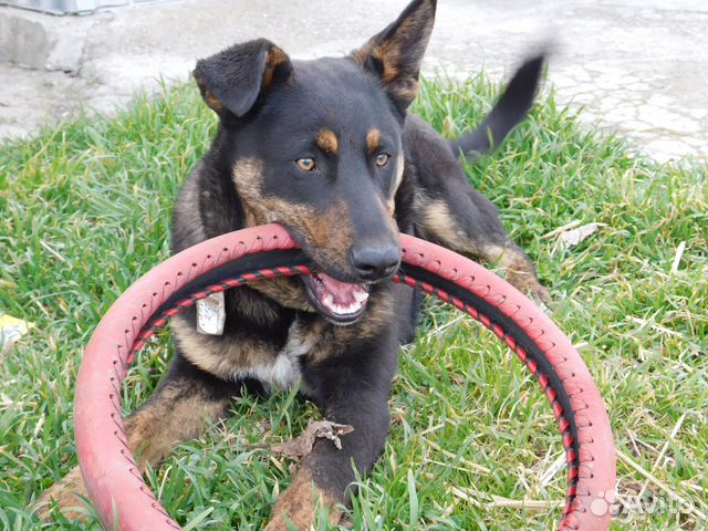 Метис овчарки симпатяга щеночек-добрячок