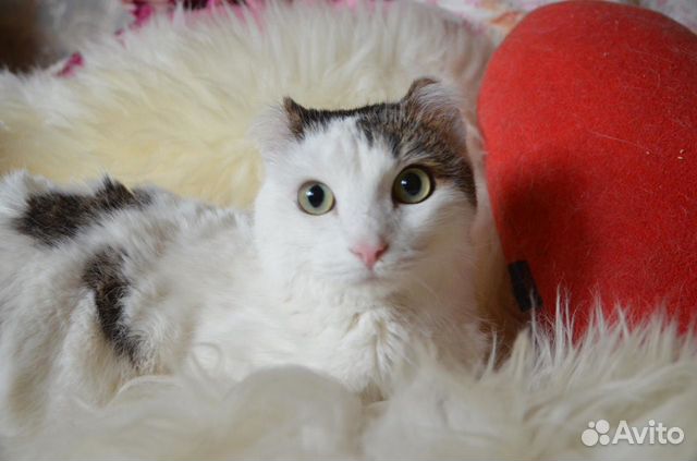 Кот Степа ищет дом