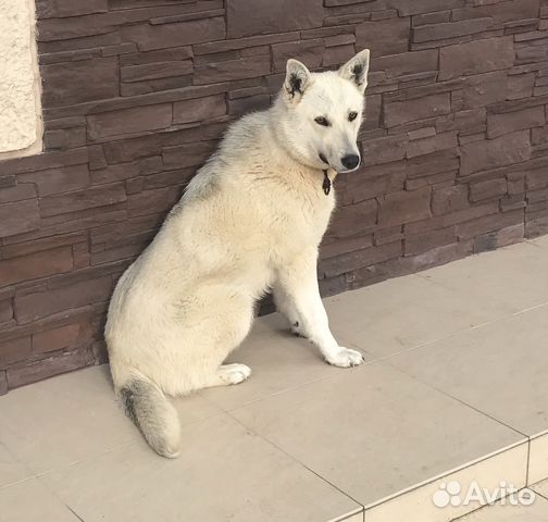Отдам молодого кобеля в добрые руки