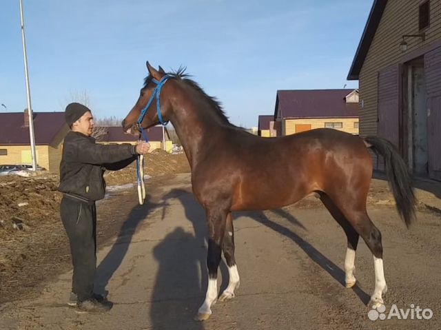 Скаковые лошади