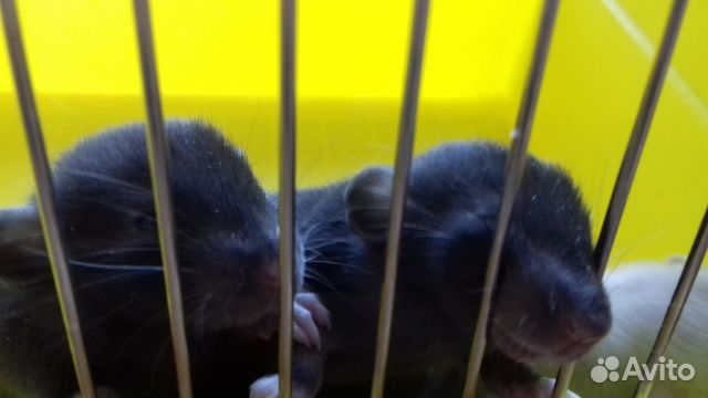 Дамбо крысята черный соболь