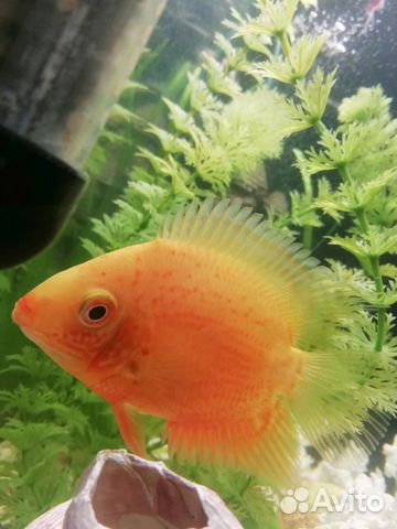 Цыхлазома северум