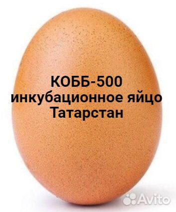 Инкубационное яйцо кобб-500 Татарстан на апрель