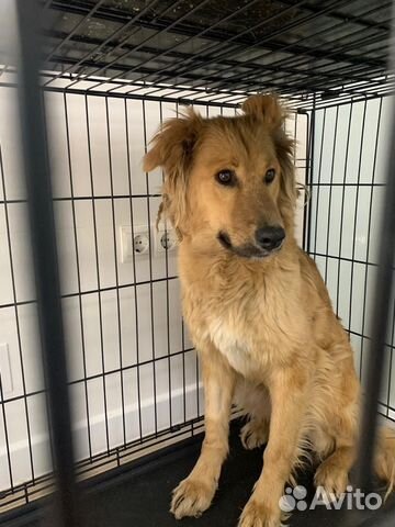 Молодая собака