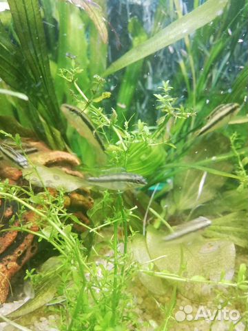 Пельвикахромис пульхер (рыбка попугайчик) обмен