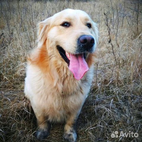 Ретривер вязка