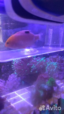 Хризептера/Для моря