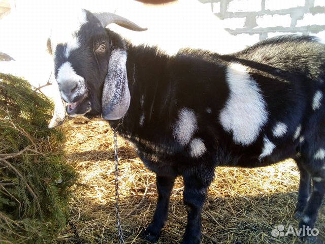 Козел нубийский лунопятнистый 100, вязка