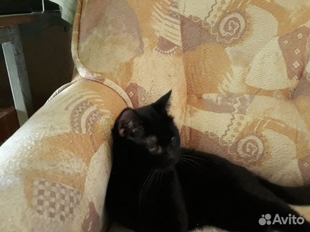 Скромняга кот, ищет свою семью