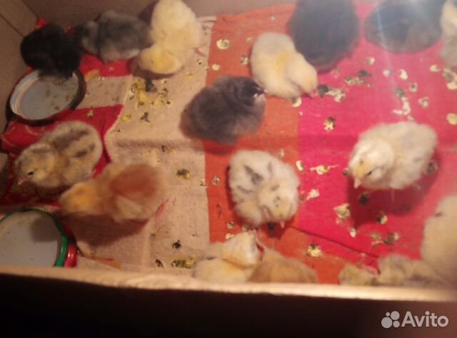 Помесные цыплята