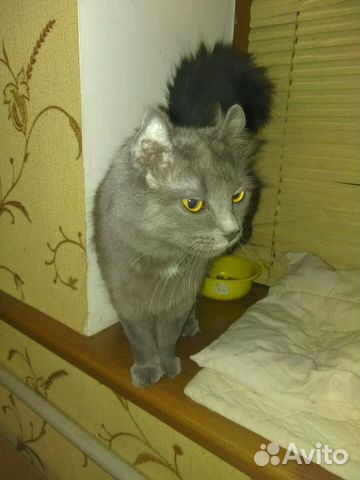 Кошка в добрые руки