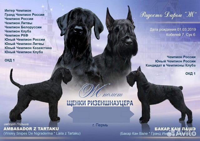 Продажа щенков ризеншнауцера