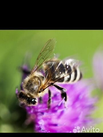 Пчелосемья