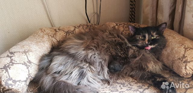 Кошечка котенок Черри черепаховая 10мес привита,ст