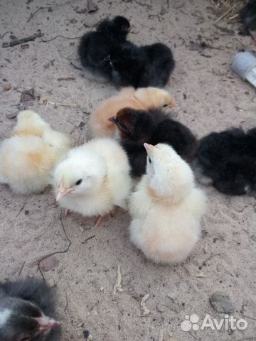 Цыплята маран