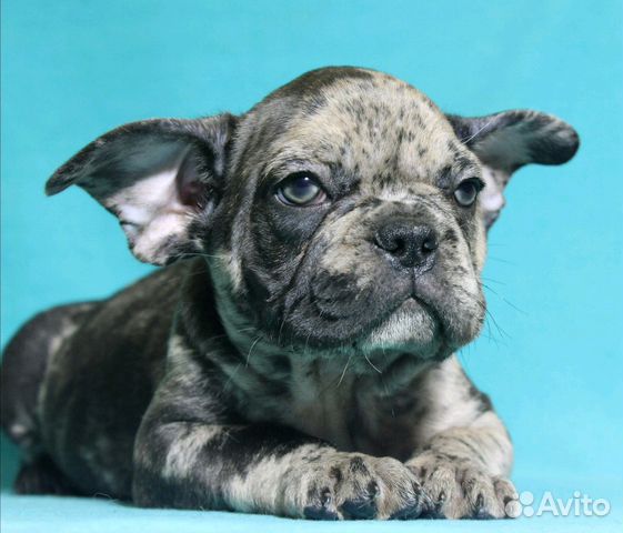 Мальчик голубой мерле