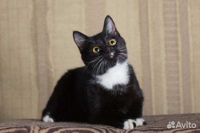 Ищет семью кошечка, 9-10 мес