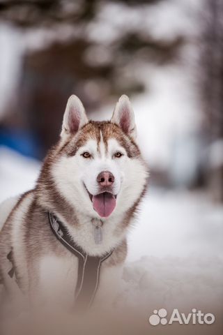 Племенной кобель хаски