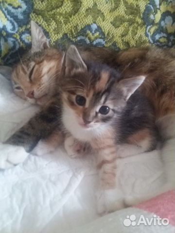 Отдам кошечку в добрые руки