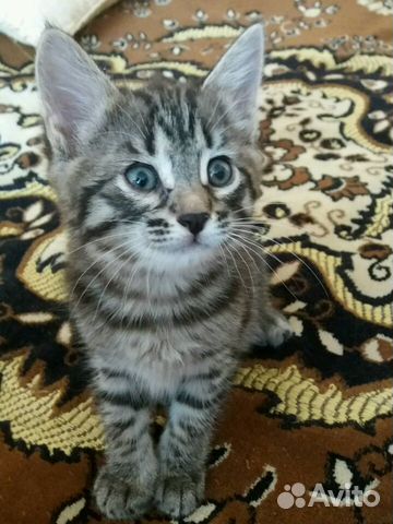 Котята от домашней кошки