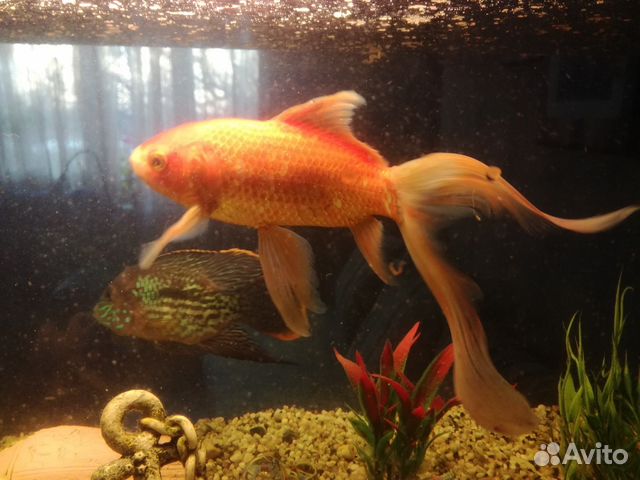 Отдам золотую рыбку
