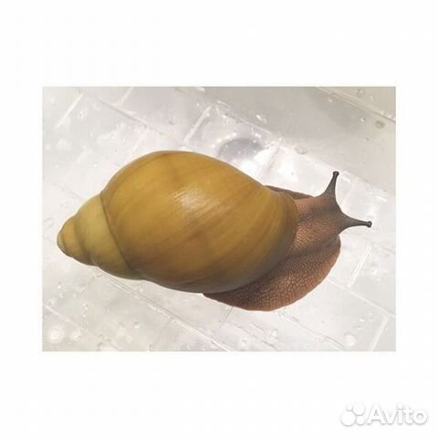 Улитки архахатины бесплатно