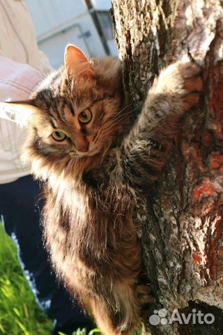 Шикарная сибирячка