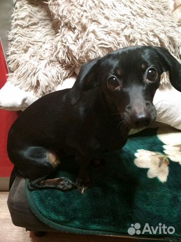 Отдам в добрые руки собачку