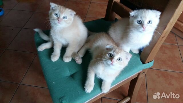 Шотландские вислоухие котятки (золото, шиншила)