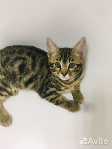 Продам котят
