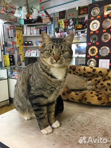 Кот Масяня 1,5 года