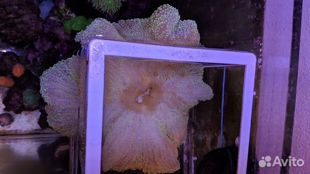 Продам актинию ковровую хаддони (Stichodactyla had