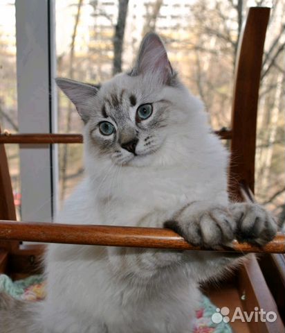 Невская маскарадная