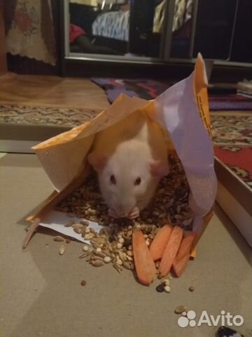 Крыска декоративная, самец. отдам