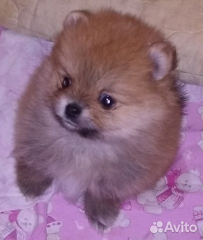 Шпиц Померанский Миник