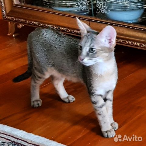 Чаузи ф1 котенок девочка