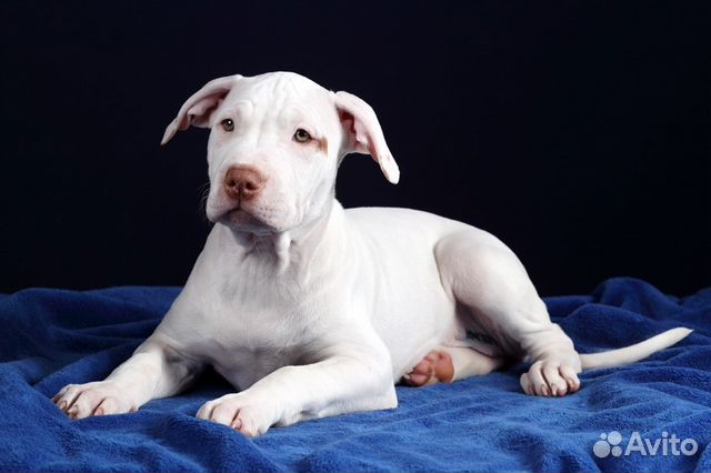 Белоснежная девочка апбт