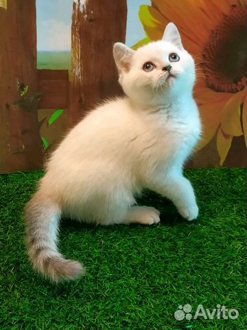 Британская шиншилла пойнт мальчик