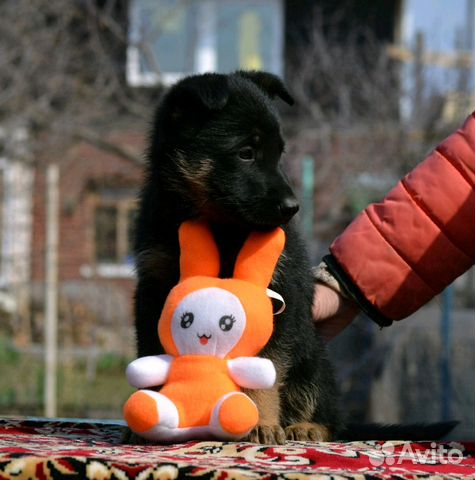 Щенки немецкой авчарки