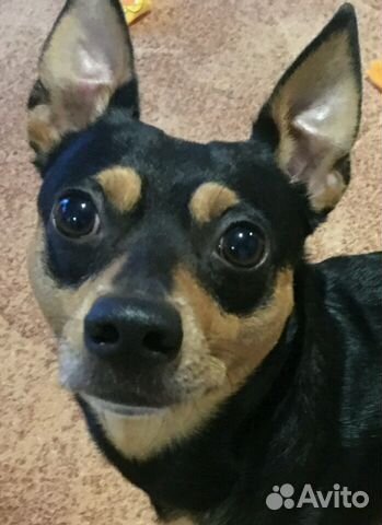 Карликовый пинчер