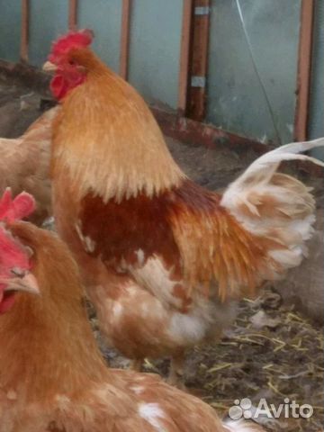 Цыплята минимясо, индюшата Хайбрид Конвертер