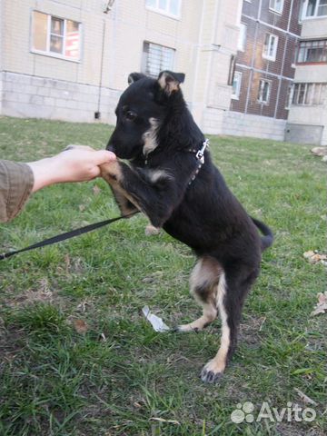 Щенки метисы овчарки