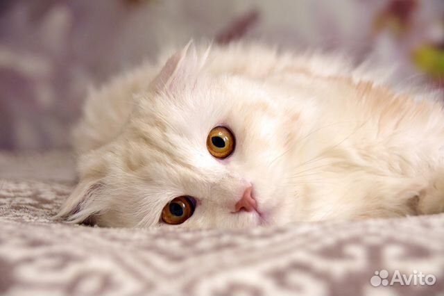 Отдам в добрые руки