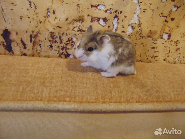 Карликовые хомяки - кэмпбелла, джунгарики, клетки