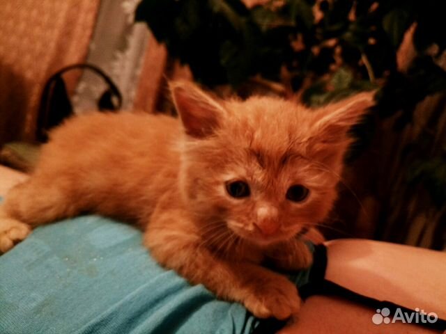 Рыжий котенок