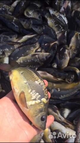 Малёк карпа