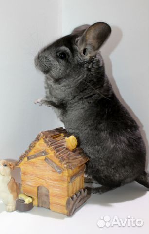 Шиншилла девочка Эбони темный носитель фиолета