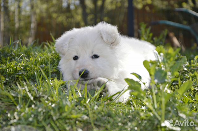 Великолепная девица бшо