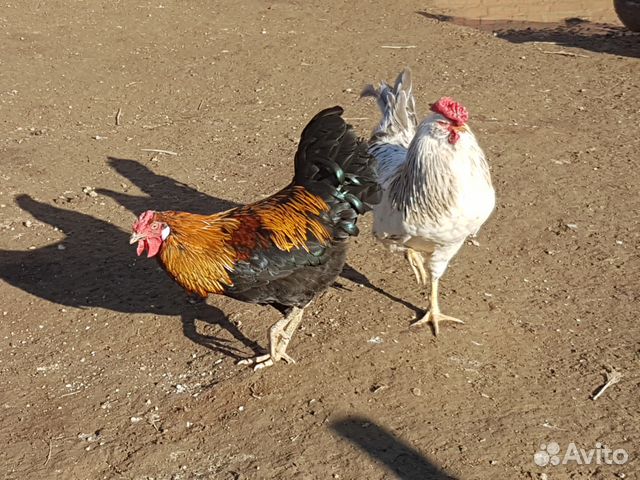 Продаются инкуюационные яйца,Петухи, кролики